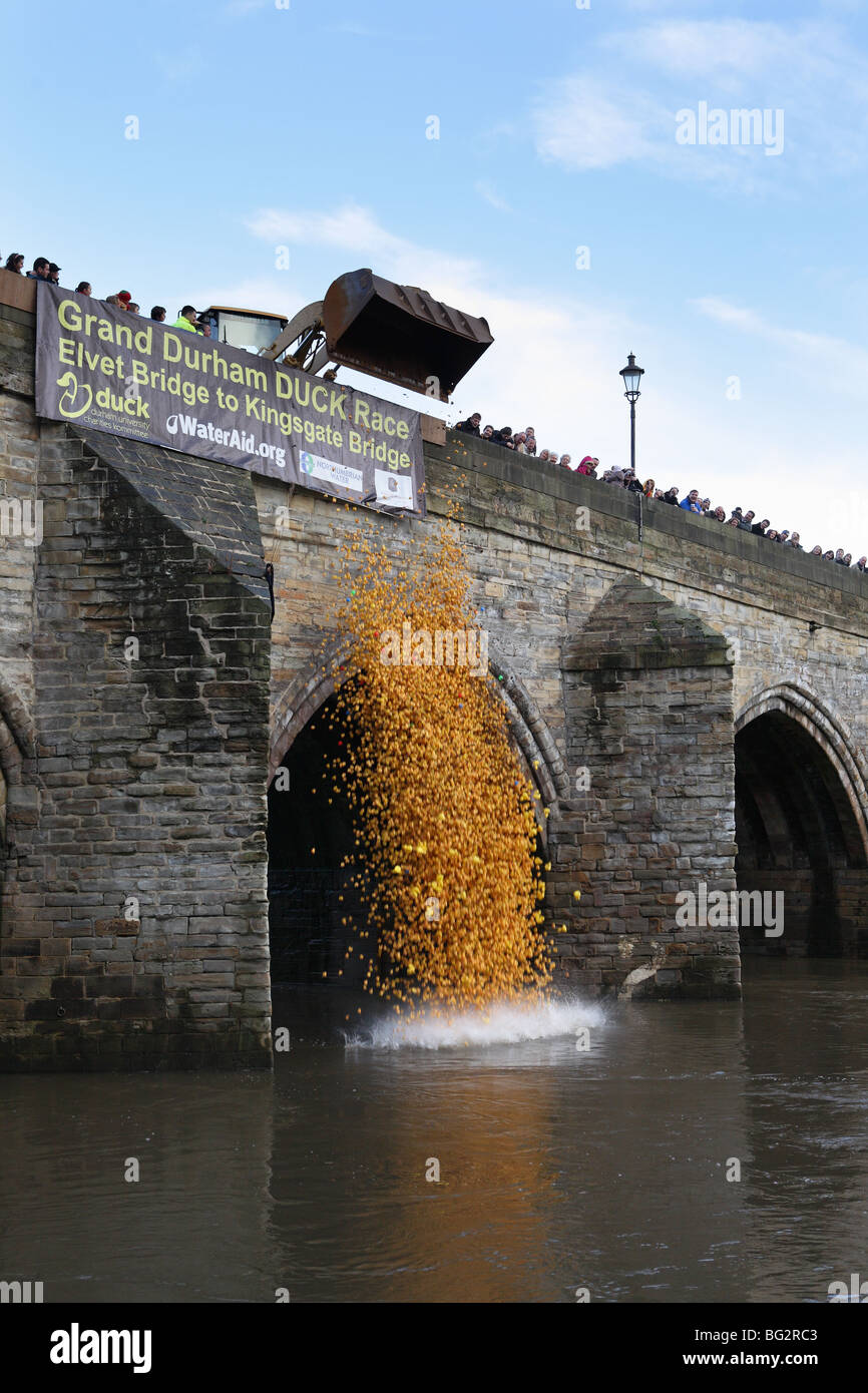 Duck race hi-res stock photography and images - Alamy
