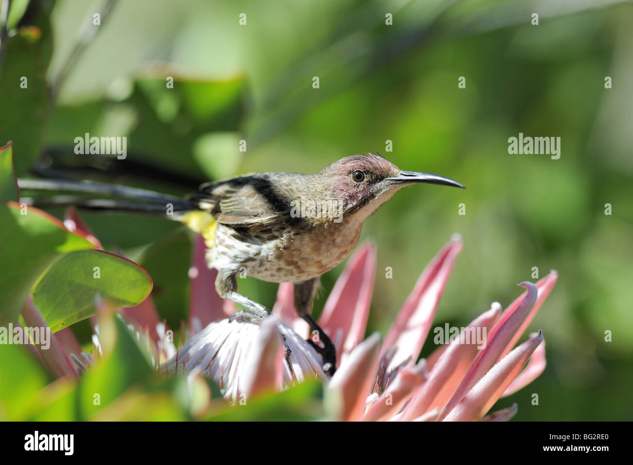 Male Cape Sugarbird on King Protea Flower Stock Photo - Alamy