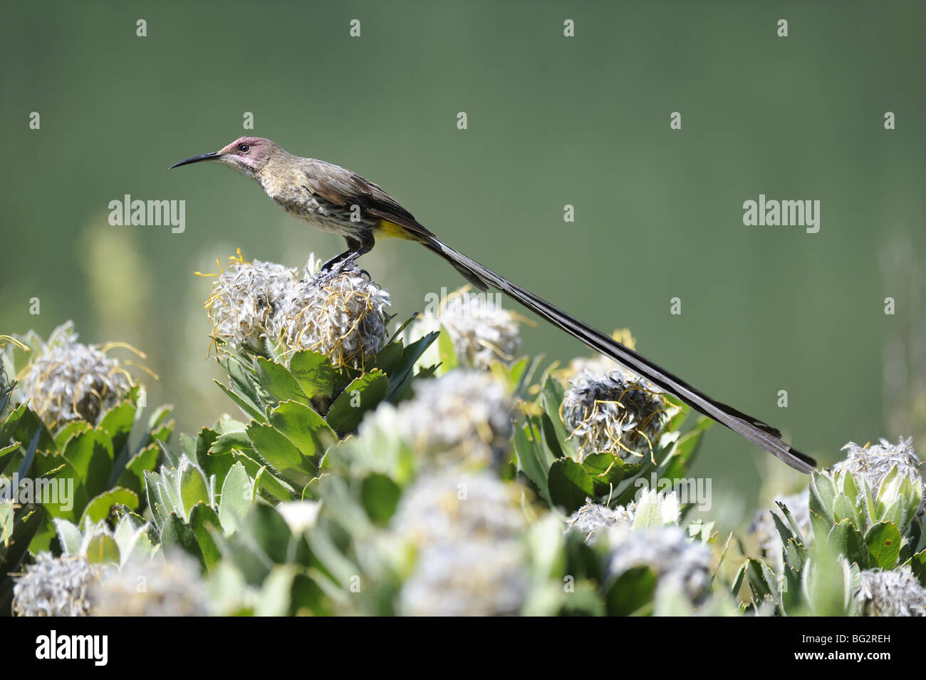Male Cape Sugarbird on Yellow Pincushion Protea Stock Photo - Alamy