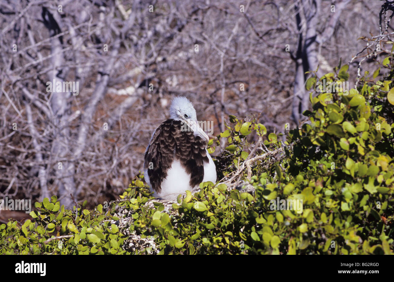 Great Frigate Bird Chick. Baby Frigate Bird. Fregata Minor. Vultures of ...