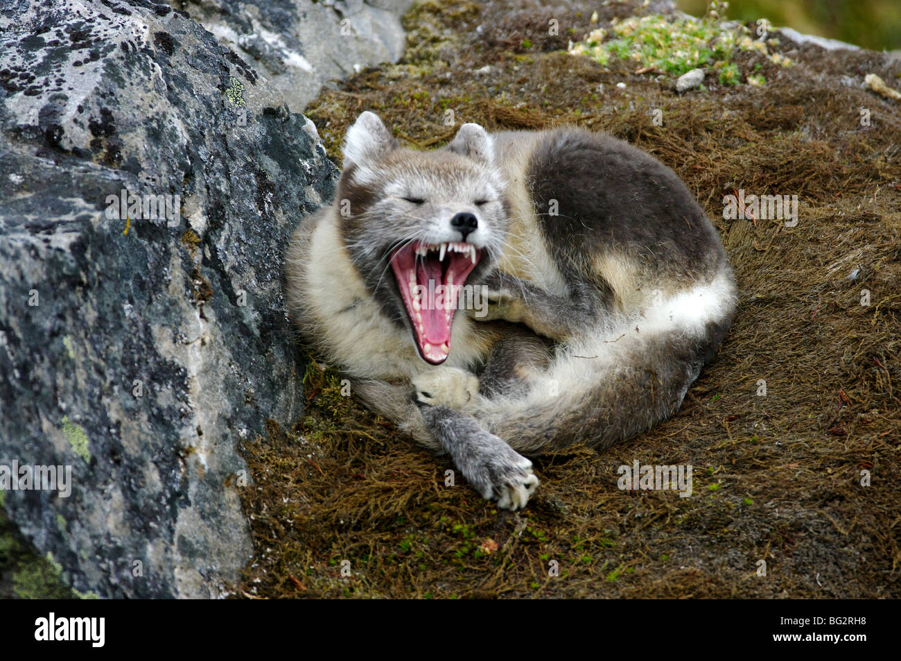 Yawning arctic fox hi-res stock photography and images - Alamy