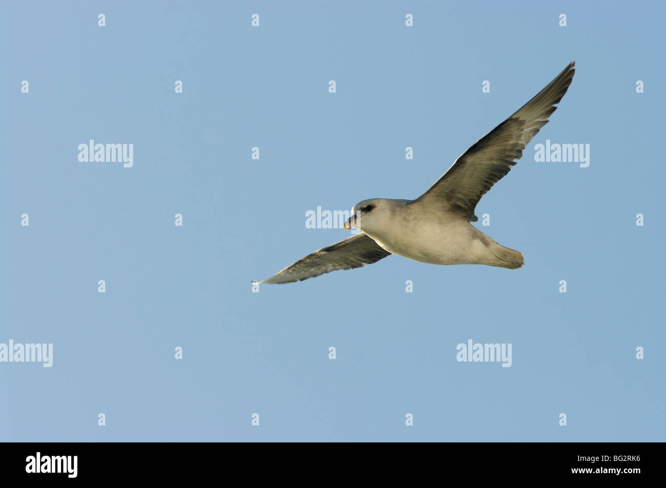Fulmar (Fulmarus glacialis) flying over the Svalbard seas, Arctic ...