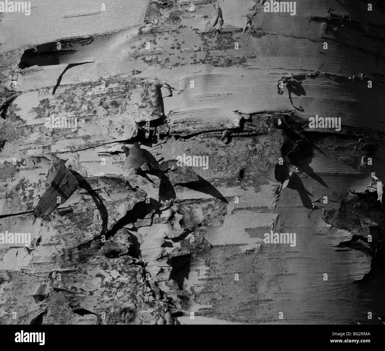 Closeup birch tree Black and White Stock Photos & Images - Alamy