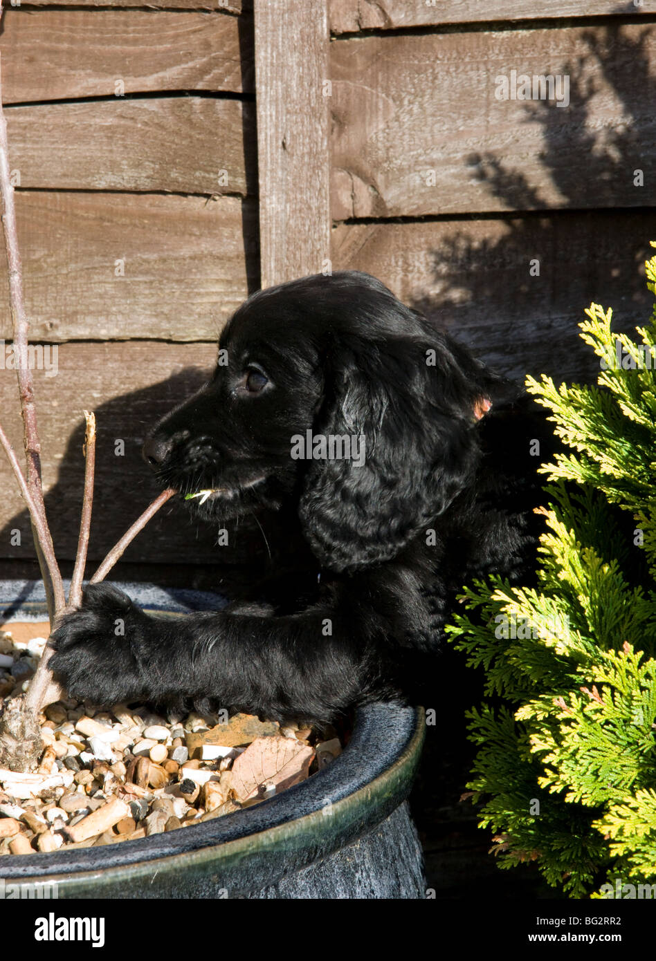 Black cocker spaniel puppy chewing a plant in the back garden Stock ...