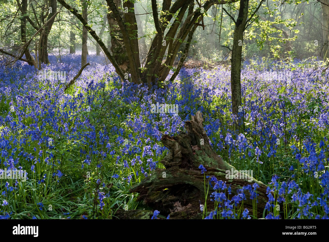 English Bluebells (hyacinthoides non-scripta) in Lady's Wood near ...
