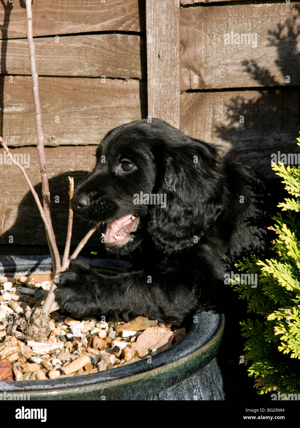 Black Cocker Spaniel Golden Retriever Mix