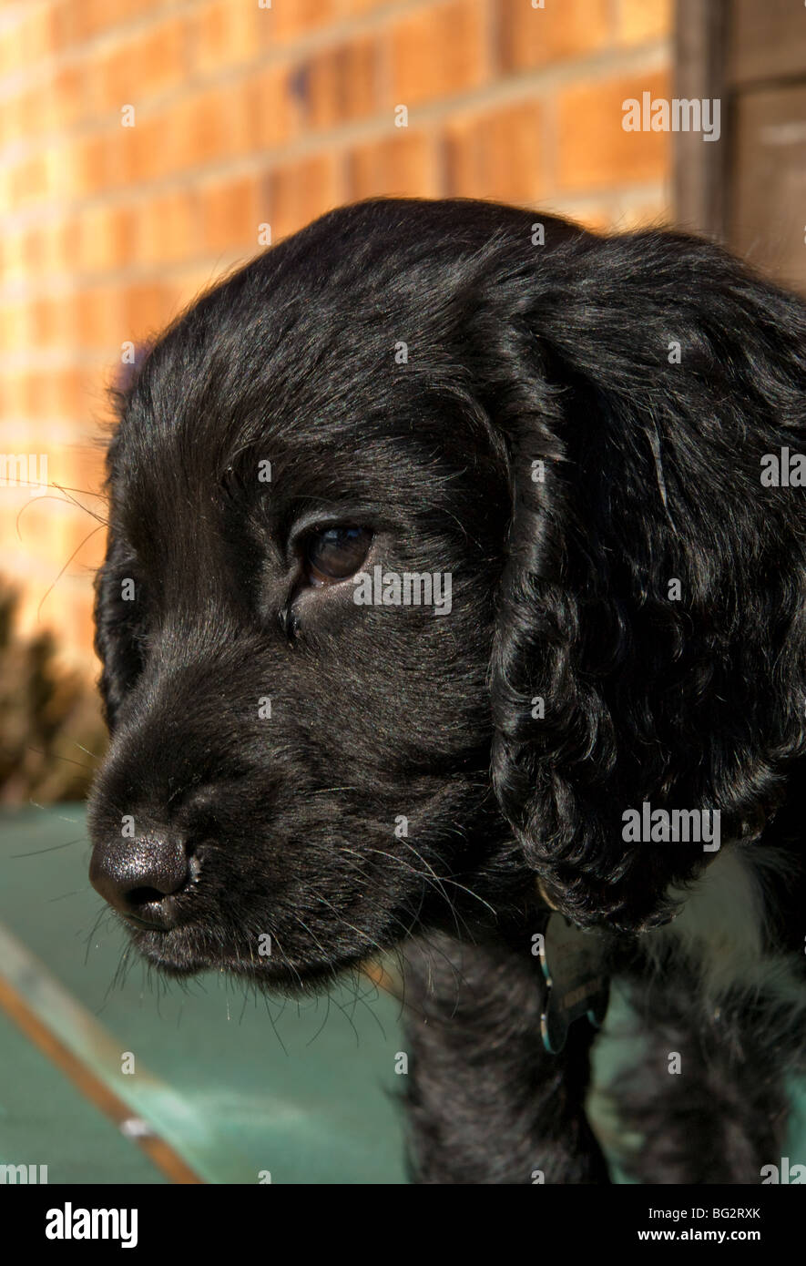Black cocker spaniel puppy hi-res stock photography and images - Alamy