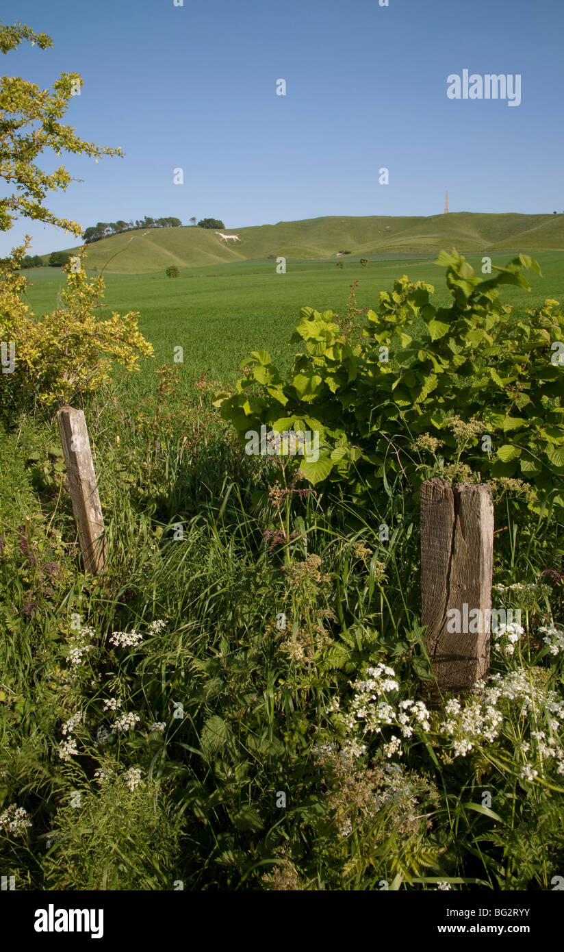 Old wooden fence posts and hedges in Wiltshire countryside with the ...