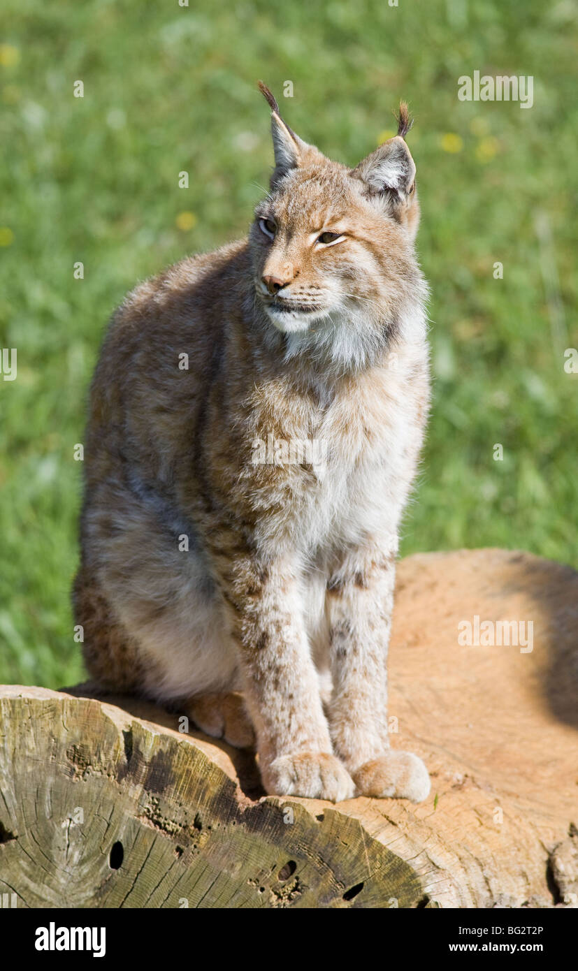 endangered beautiful lynx pardinus or lynx pardina aka iberian lynx ...