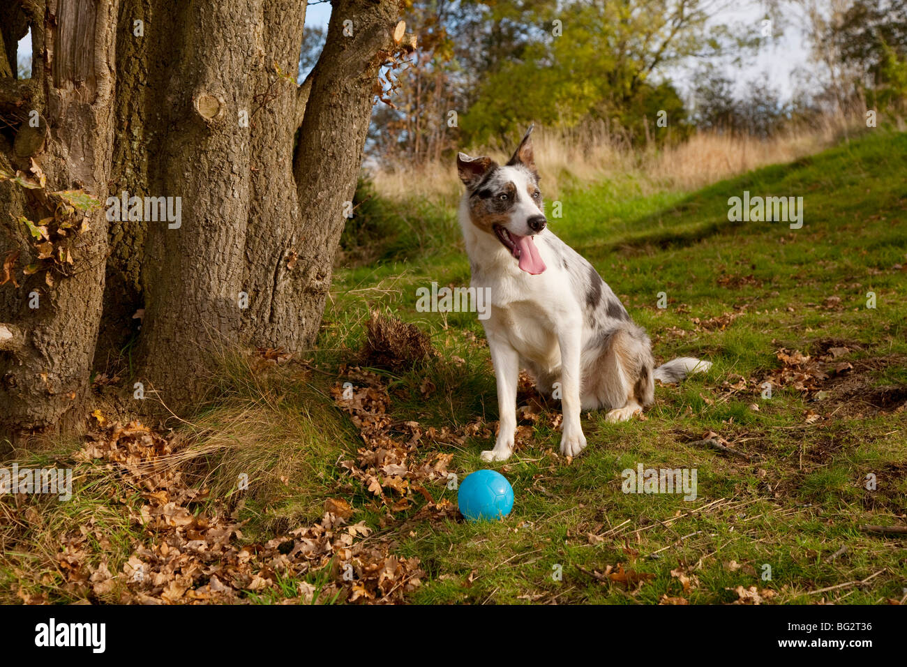 Blue merle border collie pedigree dog sat next to a tree with a blue ...