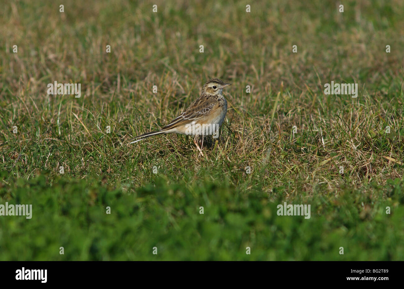 Richard's Pipit juvenile Stock Photo - Alamy