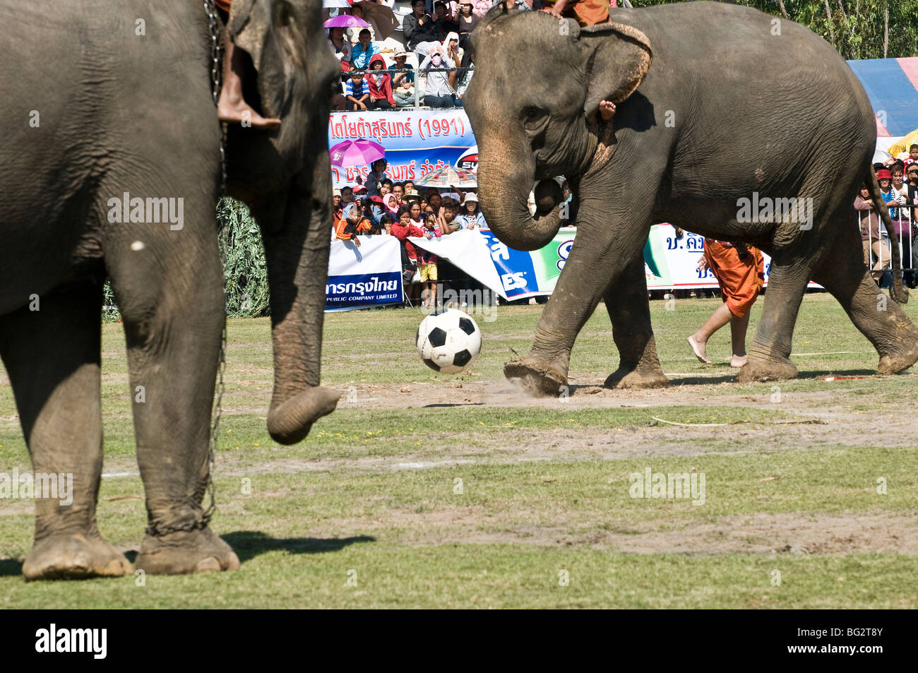 Elephant playing football hi-res stock photography and images - Alamy