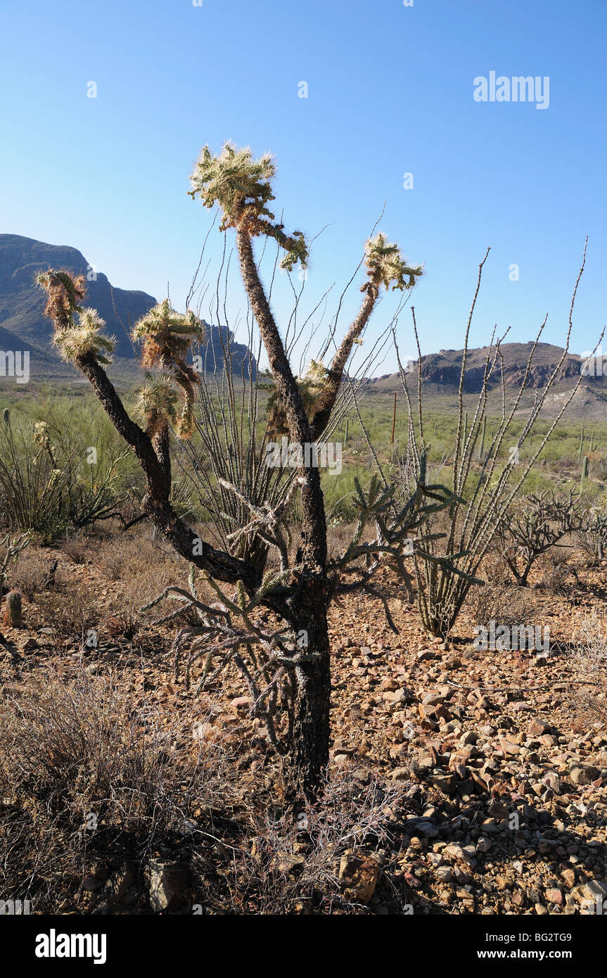Cholla cactus grows in the Sonoran Desert in Tucson Mountain Park in ...