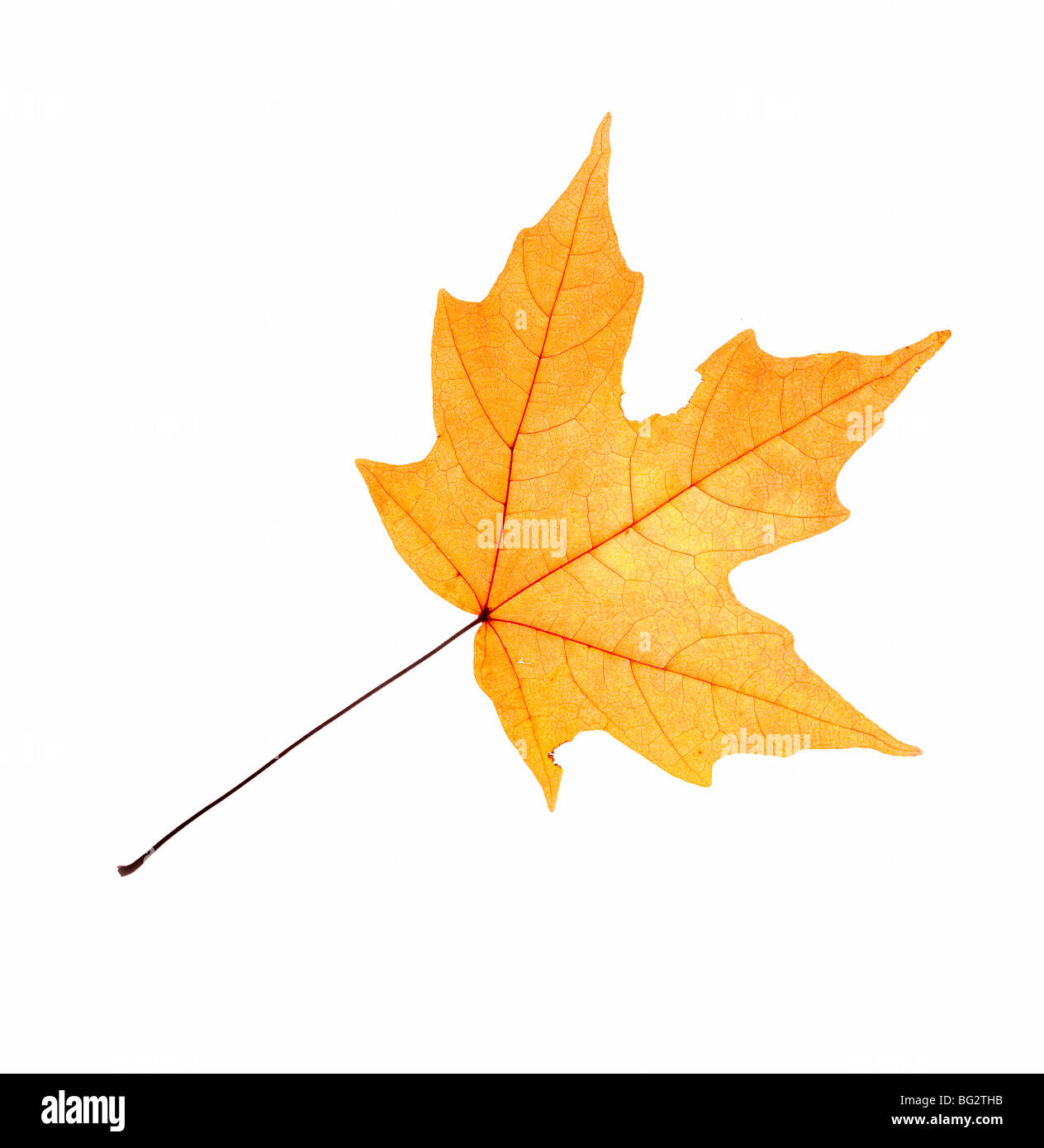 Maple leaf isolated on white background Stock Photo - Alamy