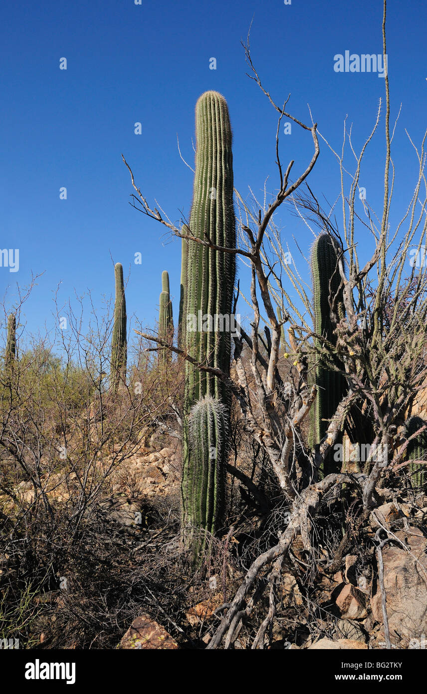 A palo verde tree serves as a "nurse plant" for saguaro cactus ...