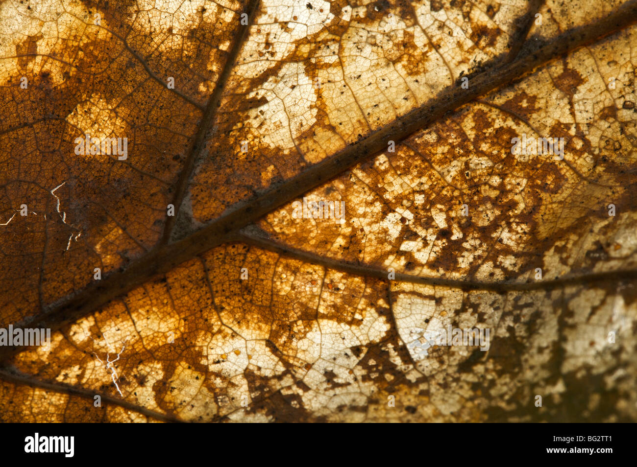 Dead oak leaf detail Stock Photo - Alamy