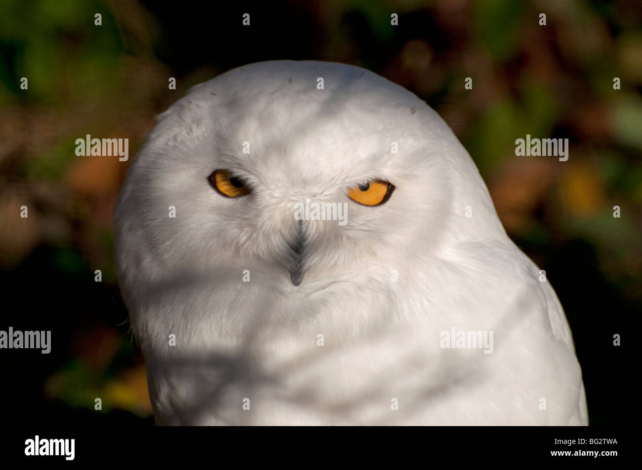 Portrait of a male Snowy Owl Stock Photo - Alamy