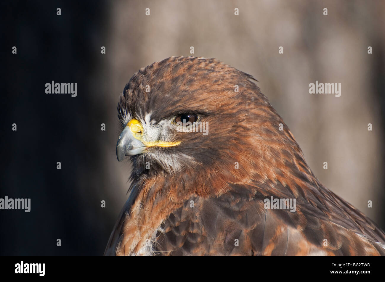 Portrait of a Red-Tailed hawk Stock Photo - Alamy