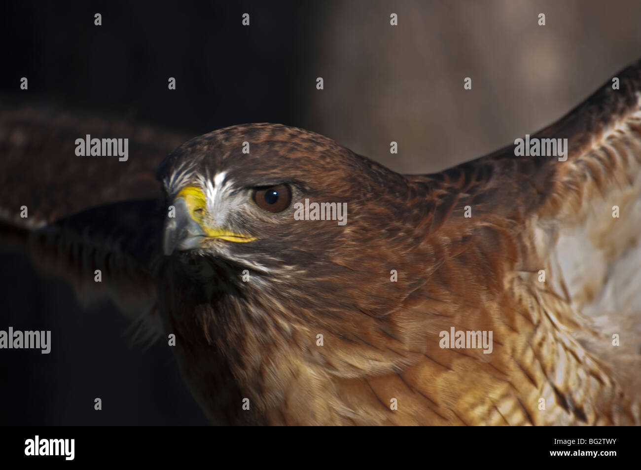 A Red-tailed hawk with wings spread wide Stock Photo - Alamy
