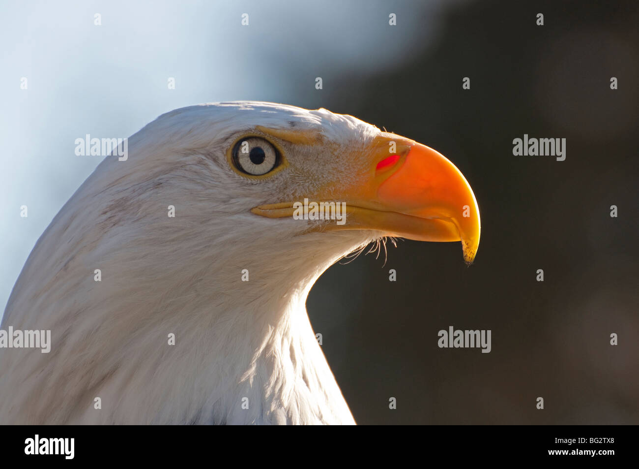 Portrait of a Bald eagle backlighted Stock Photo - Alamy