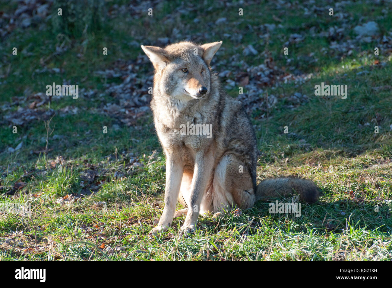 A Coyote sitting Stock Photo - Alamy