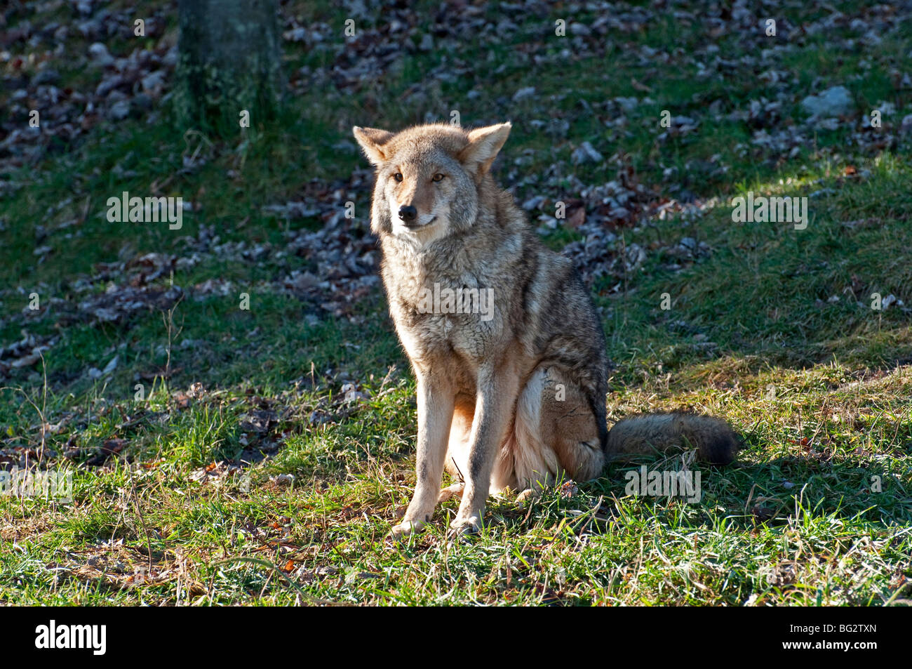 A Coyote sitting Stock Photo - Alamy