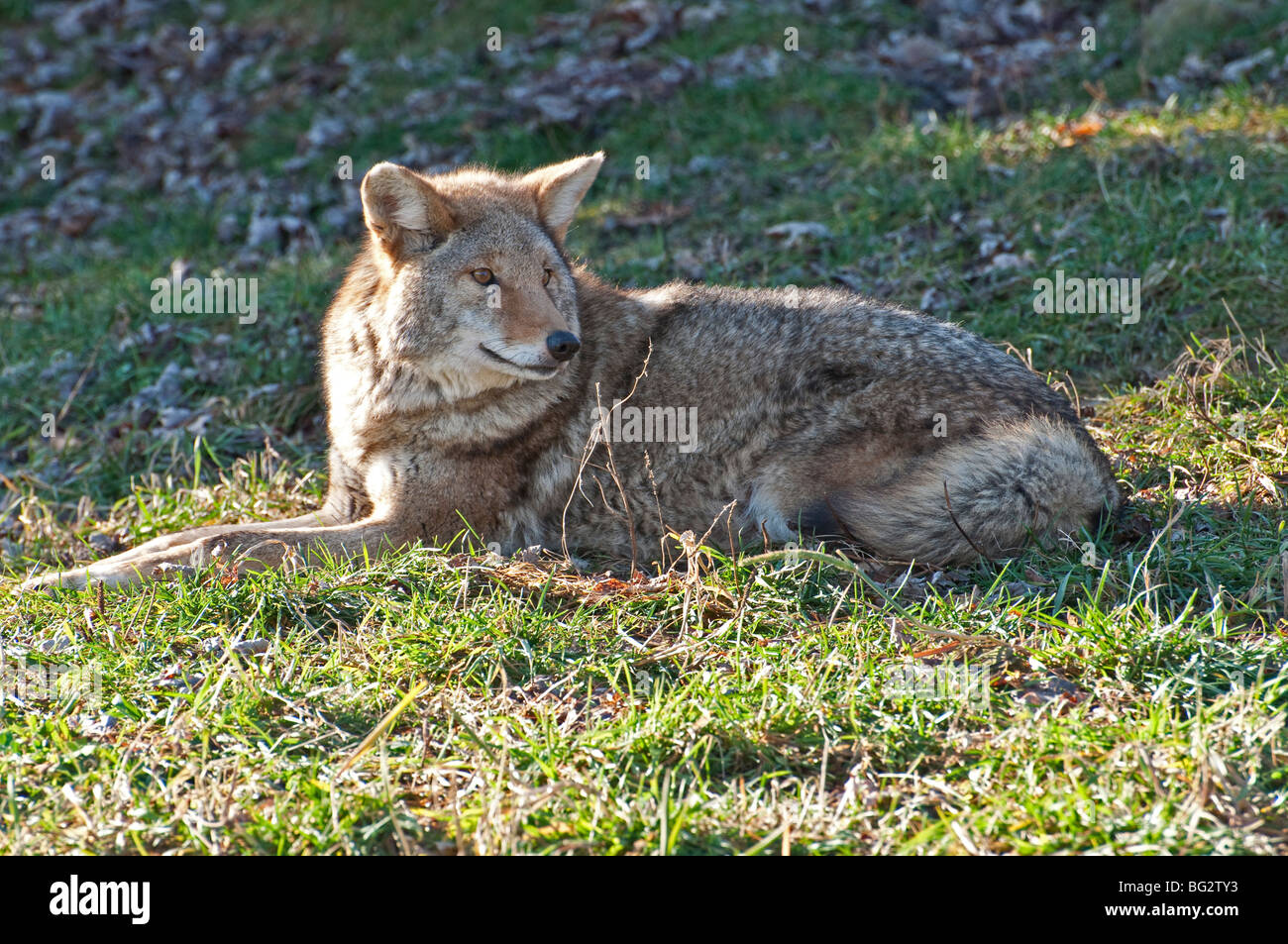 A Coyote at rest Stock Photo - Alamy