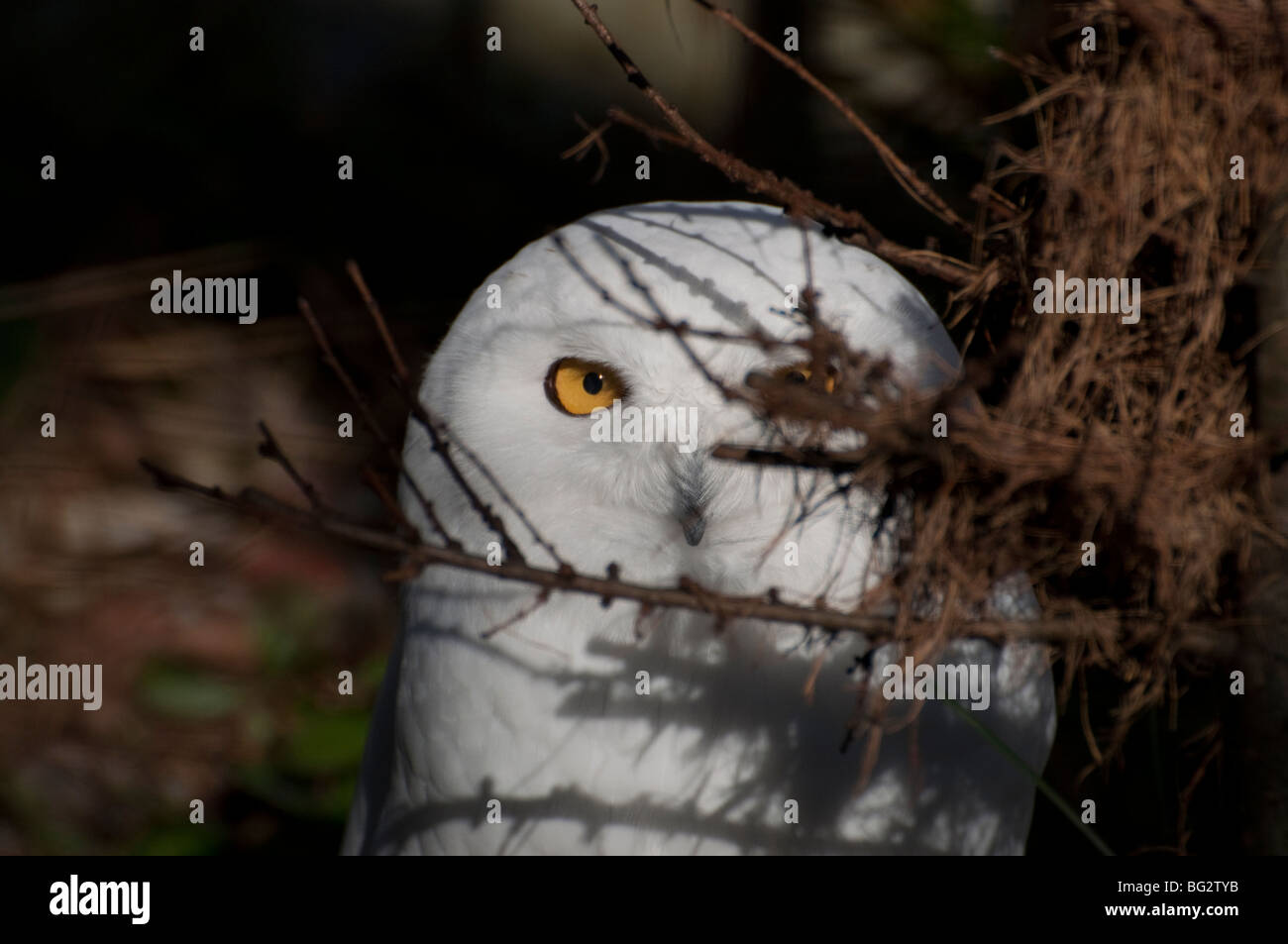 Hiding owl hi-res stock photography and images - Alamy