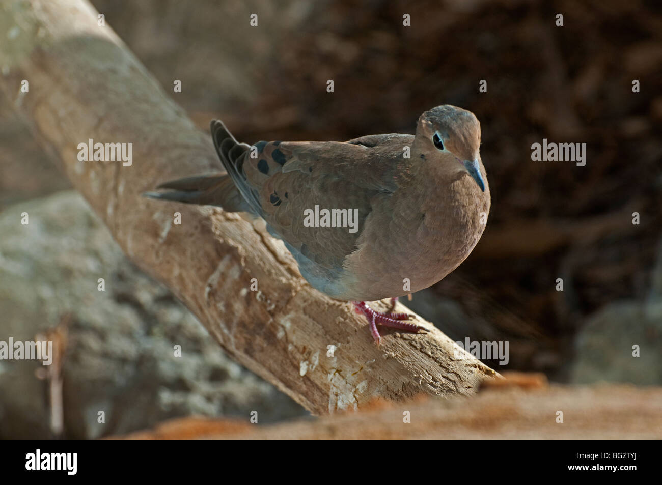 A Mourning Dove Stock Photo - Alamy