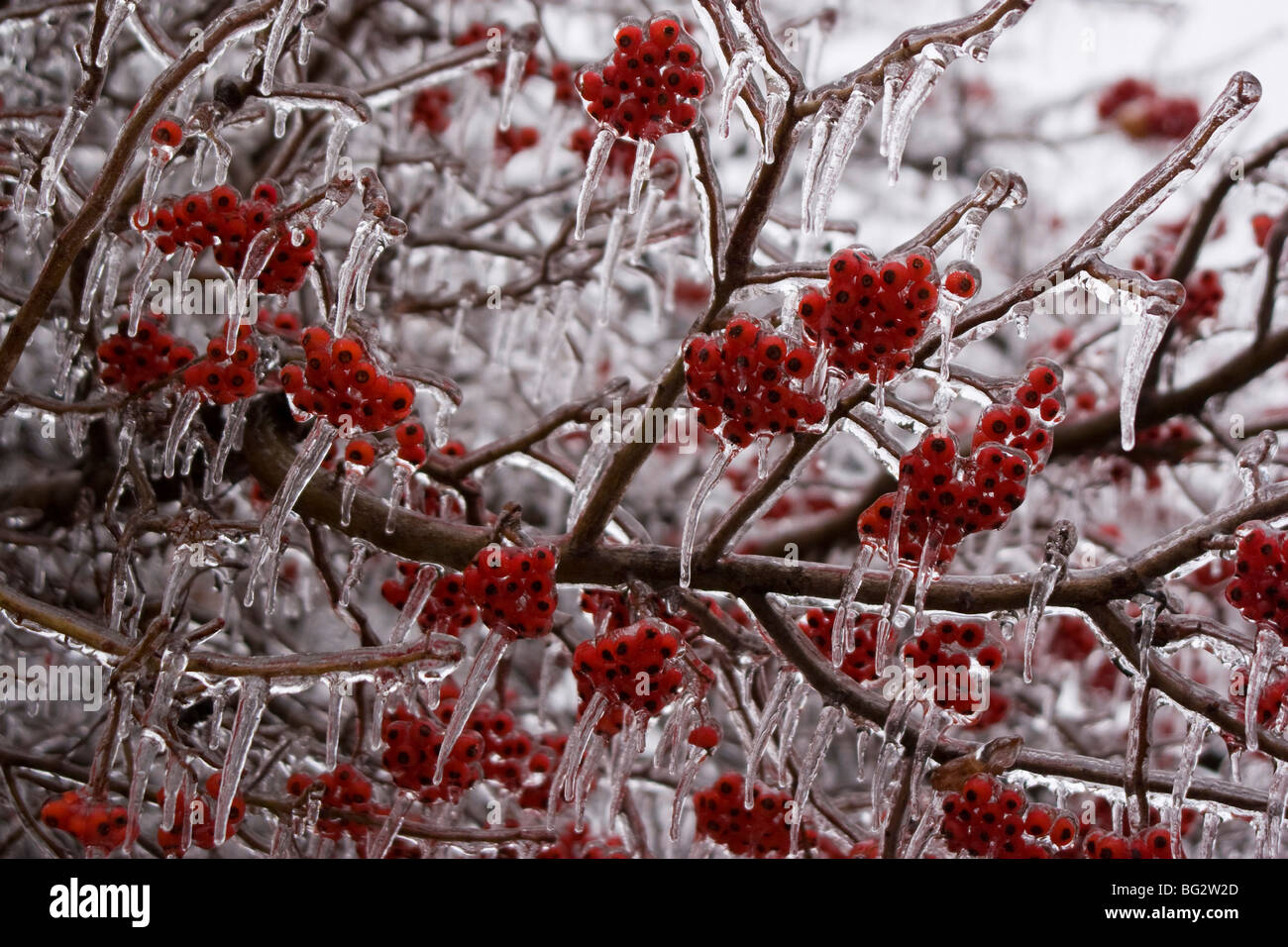 Close-up of beautiful frozen berries on a tree Stock Photo - Alamy