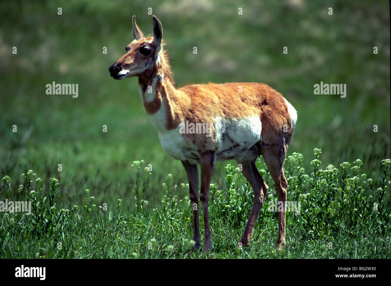 Antelope stands alert in a meadow with wildflowers beside Wildlife Loop ...