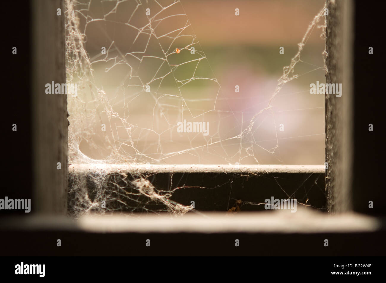 Dusty Cobweb Spider Web High Resolution Stock Photography and Images ...