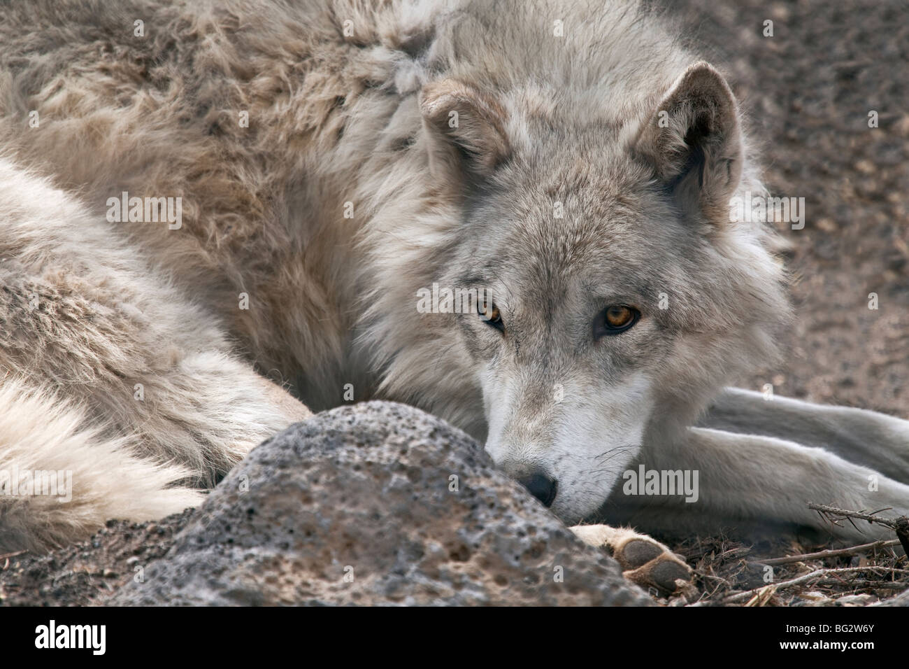 Light-colored wolf at Grizzly & Wolf Discovery Center, a wildlife ...
