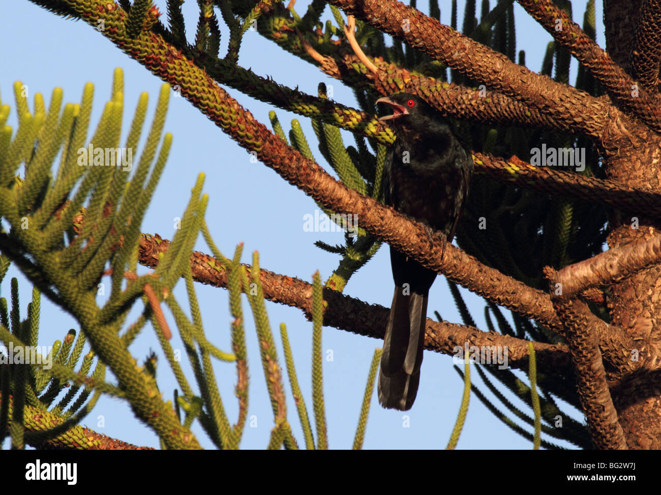 Common koel hi-res stock photography and images - Alamy
