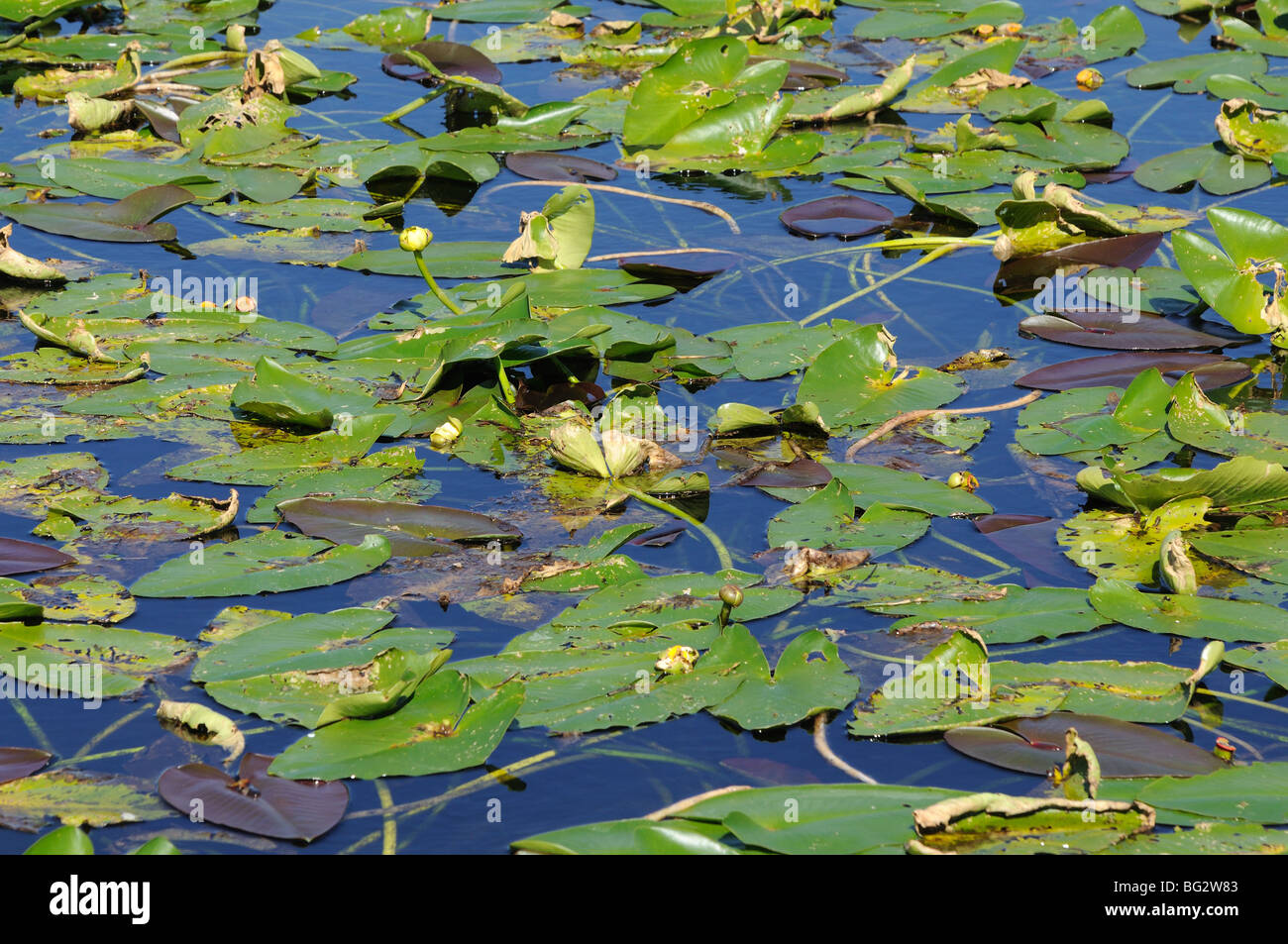 Flora in the Everglades, Florida Stock Photo - Alamy