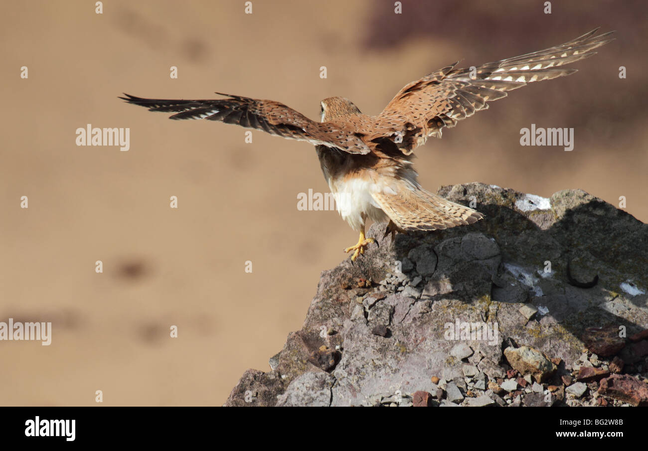 Australian kestrel in flight Stock Photo - Alamy