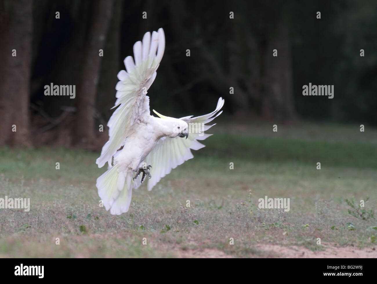 Landing on ground hi-res stock photography and images - Alamy