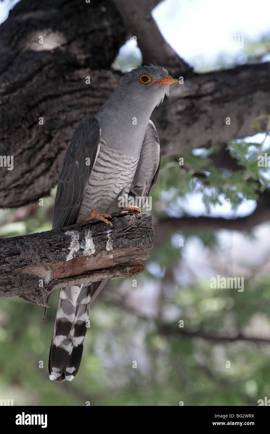 African cuckoo cuculus gularis hi-res stock photography and images - Alamy