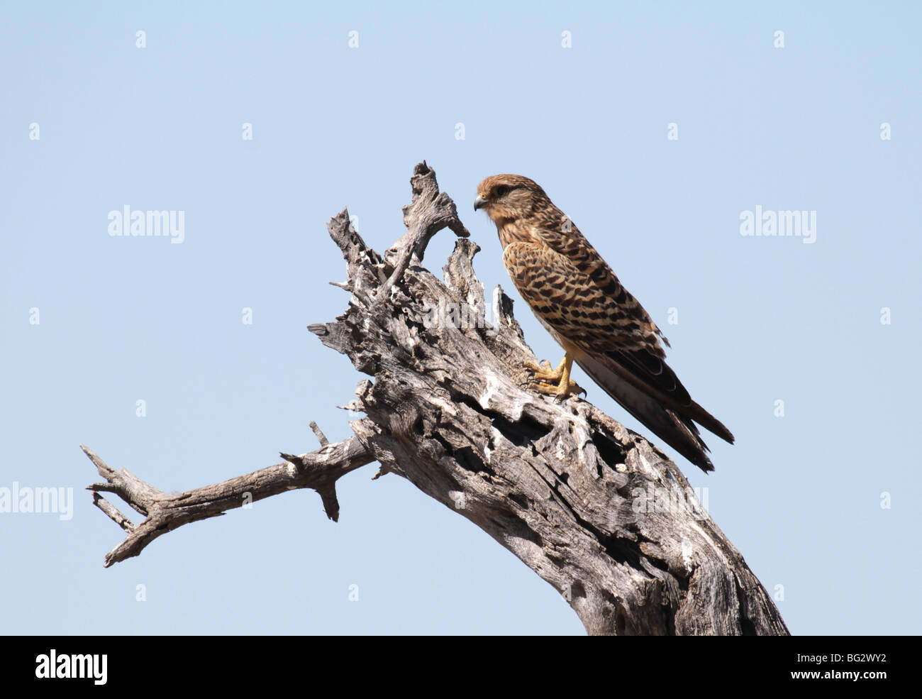 Greater kestrel perched Stock Photo - Alamy