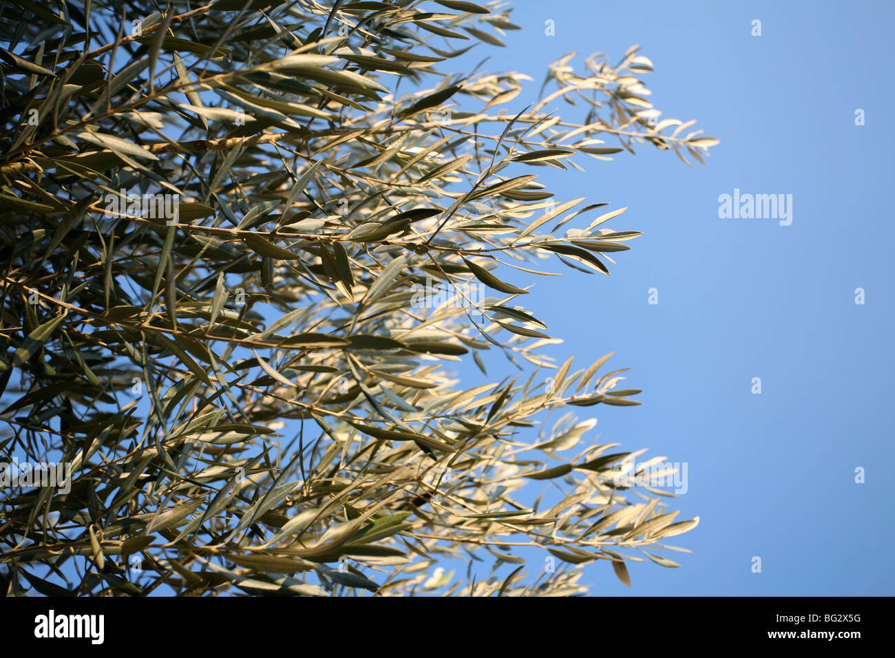 Olea europaea / Olive tree - close up of leaves against blue sky Stock ...