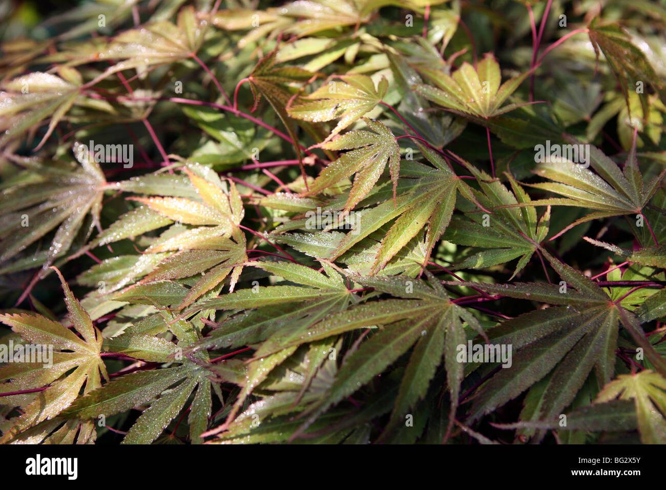 Acer Palmatum Japanese Maple High Resolution Stock Photography and ...