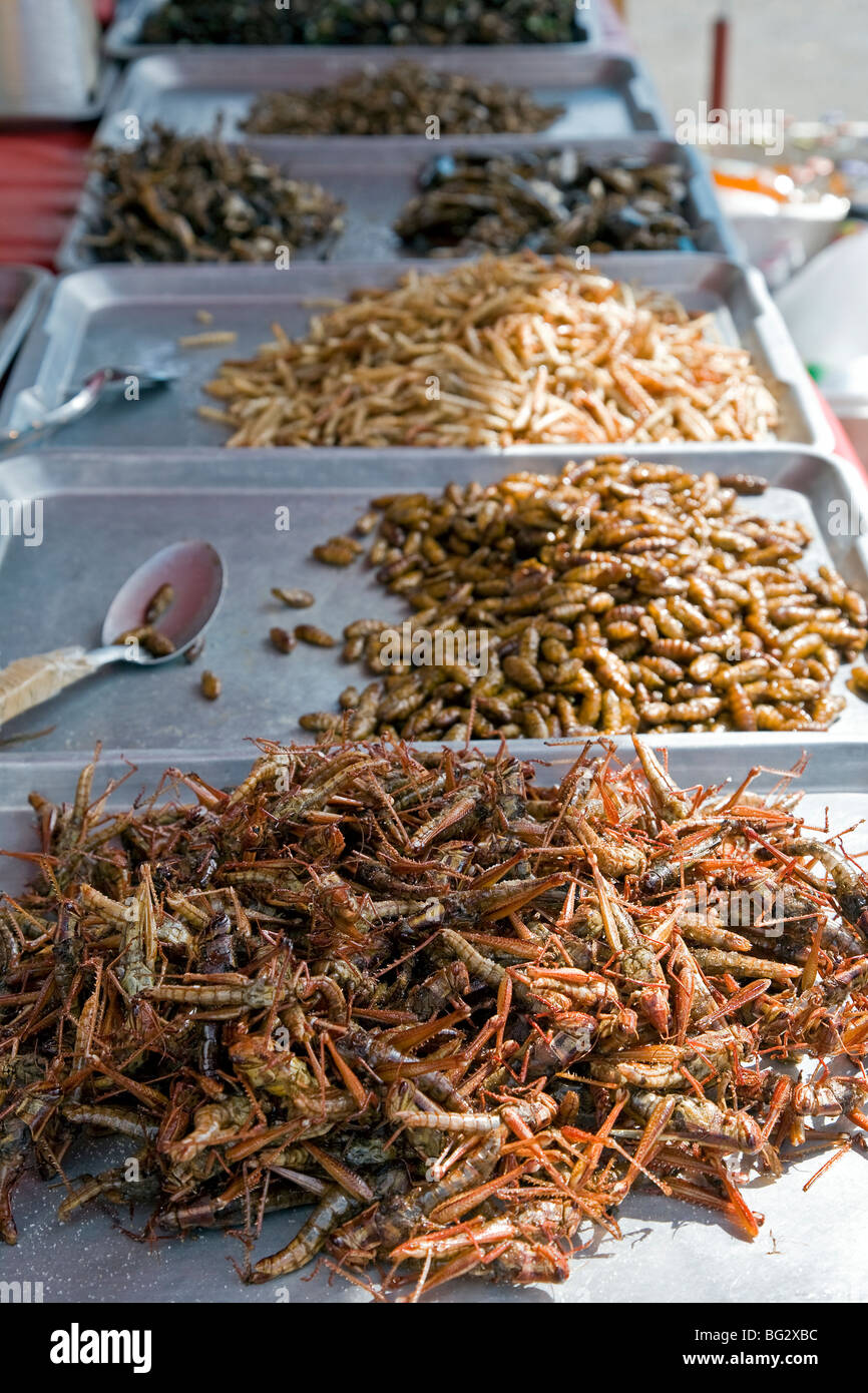 Thai insects hi-res stock photography and images - Alamy