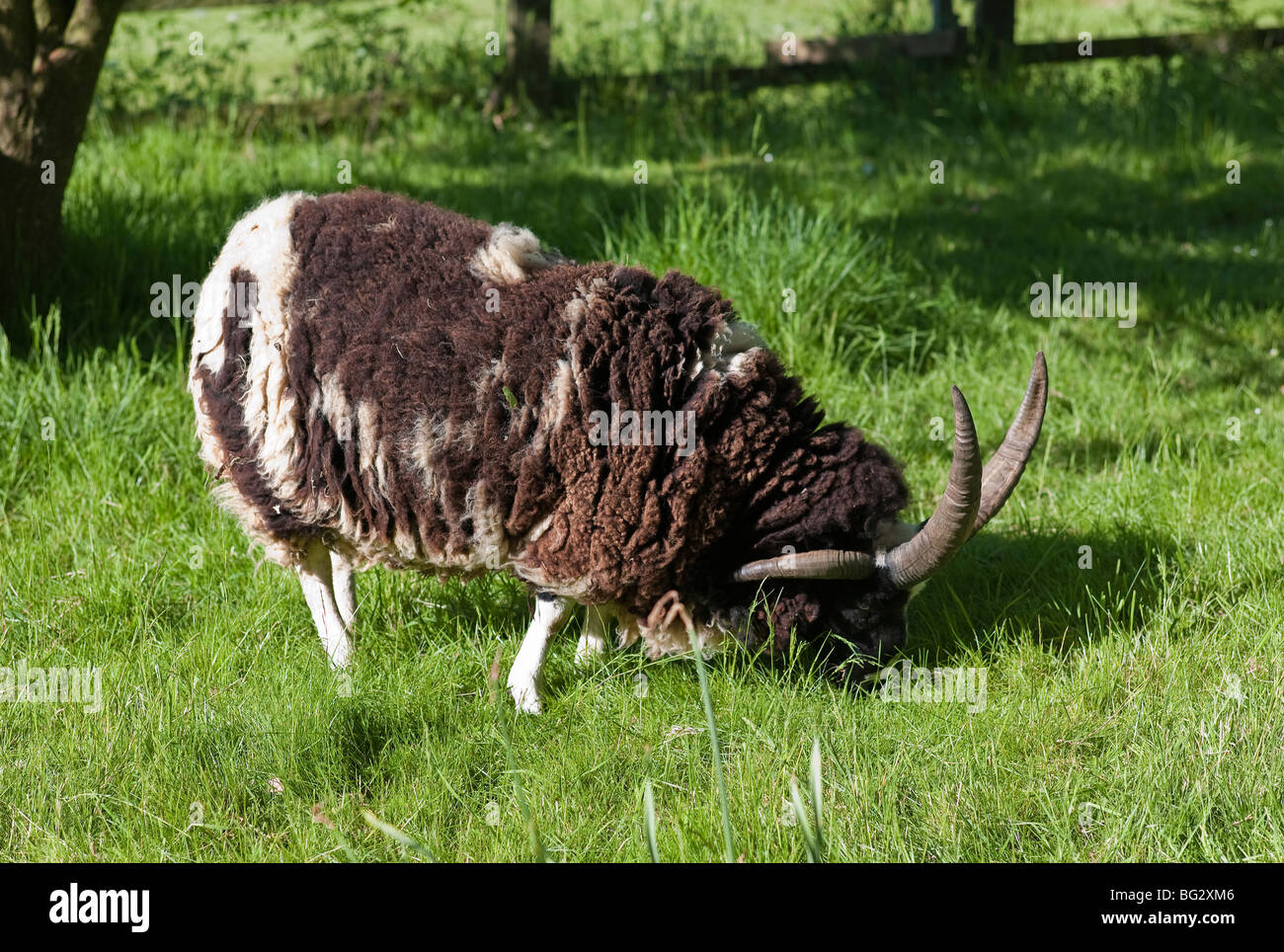 Jacobs sheep ram grazing on lush grass in an English paddock in May ...
