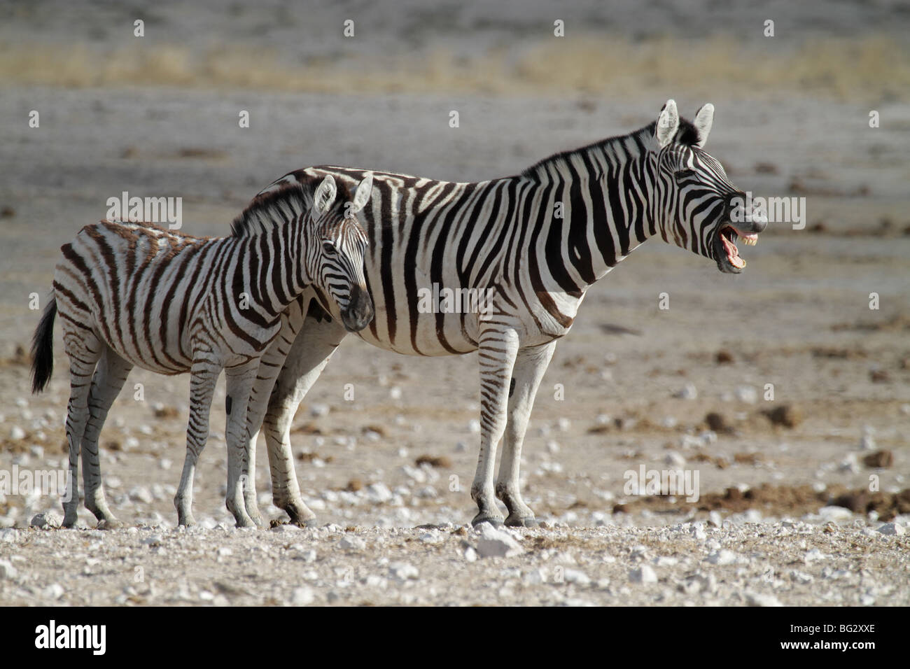 Burchell's zebra, equus burchelli Stock Photo - Alamy