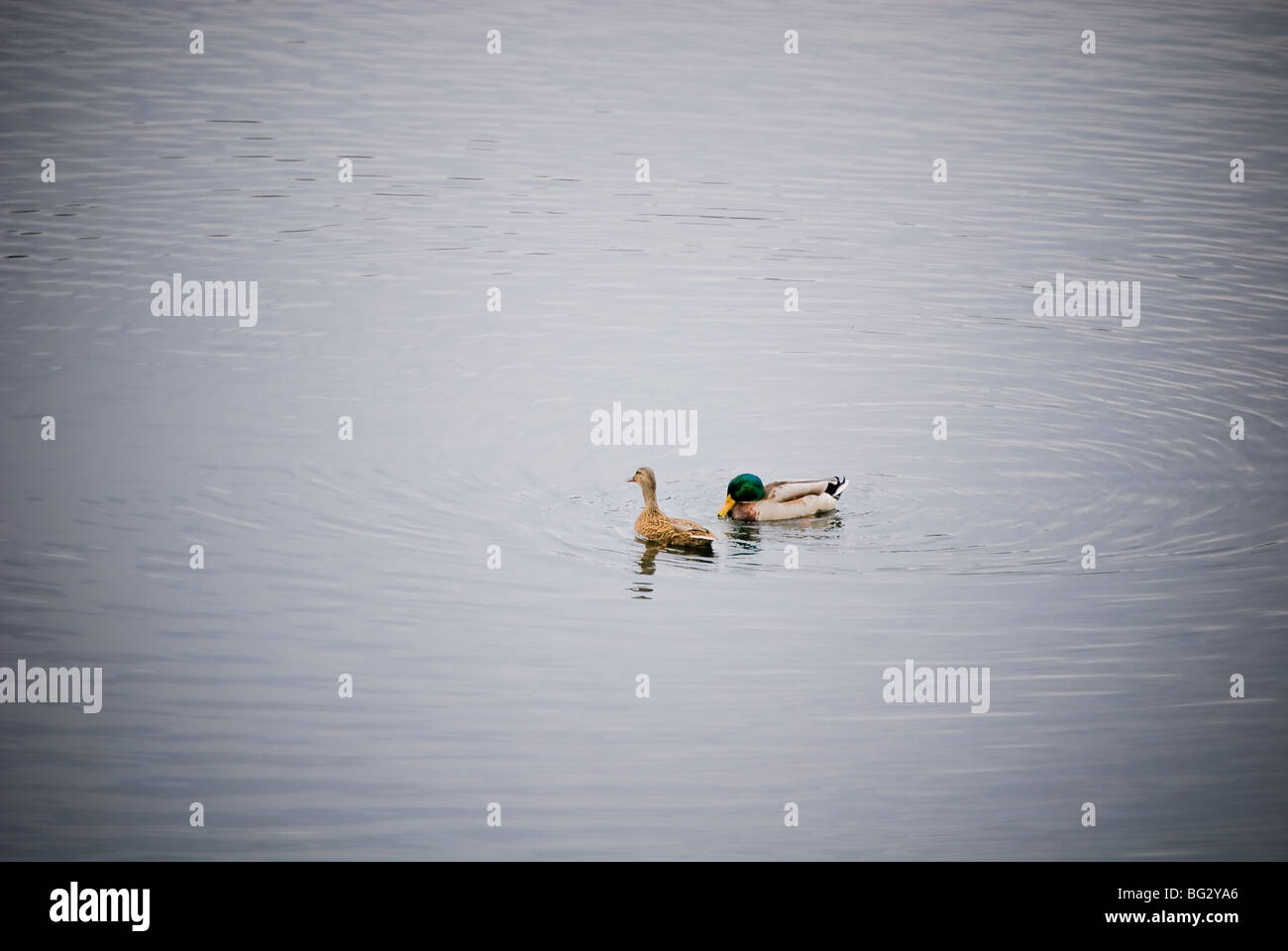 Wildlife vignette hi-res stock photography and images - Alamy