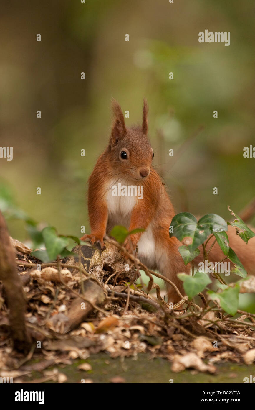 Red Squirrel stops to eat a hazelnut in Middleton, Freshwater, Isle of ...