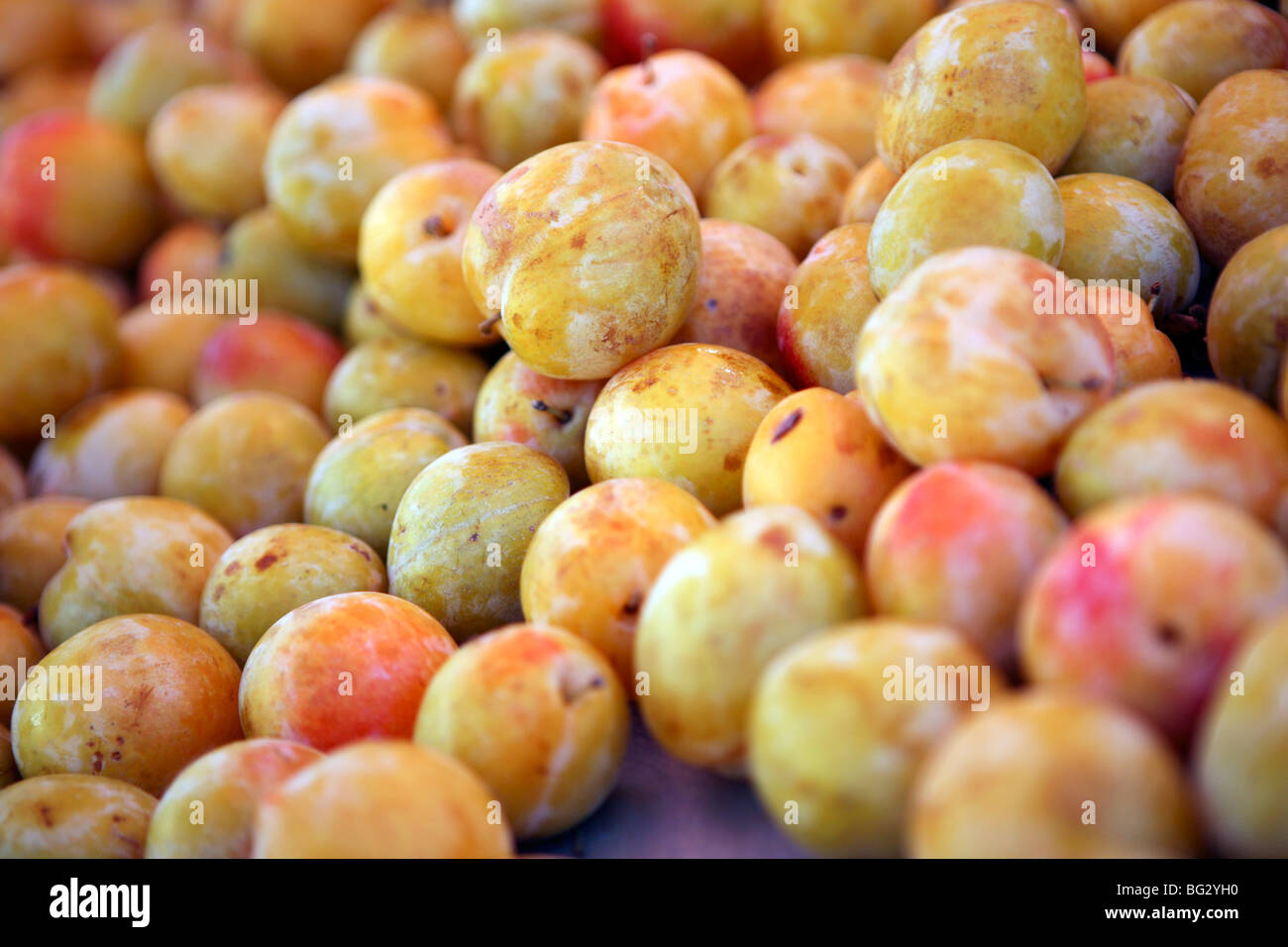 Prunus x domestica var. syriaca: selection of yellow plums / mirabelles ...
