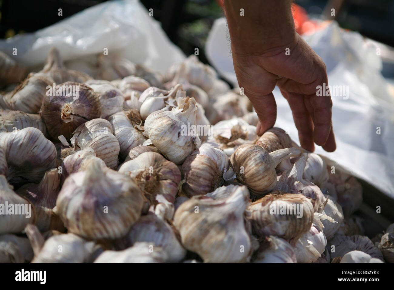 Hand holding cloves garlic hi-res stock photography and images - Alamy