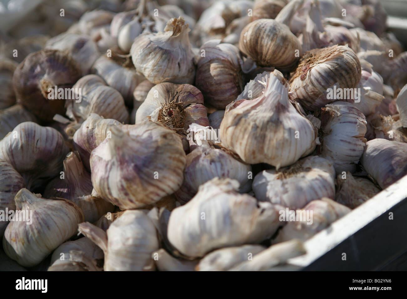Close up of whole garlic bulbs in dappled light Stock Photo - Alamy