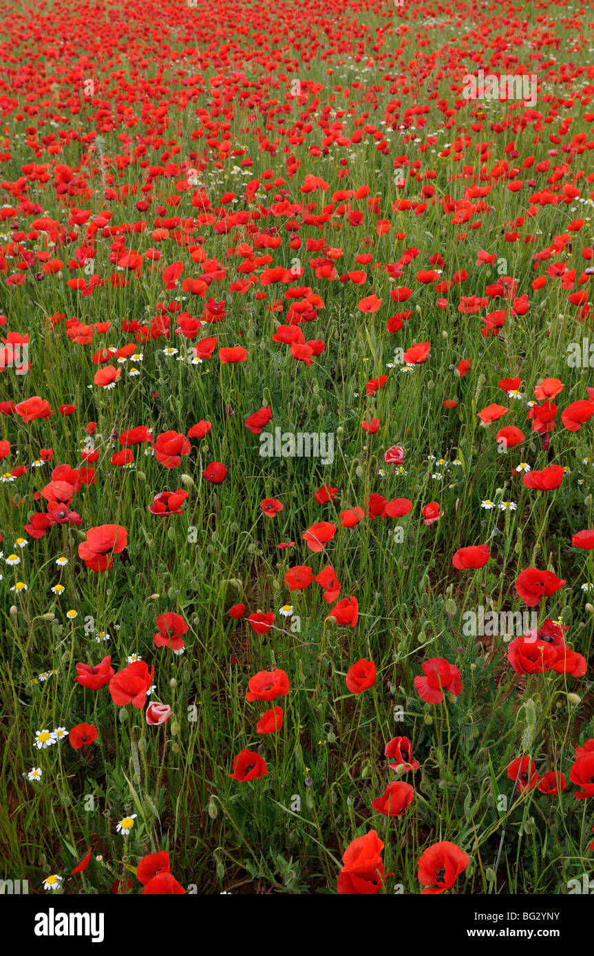 Field colors hi-res stock photography and images - Alamy
